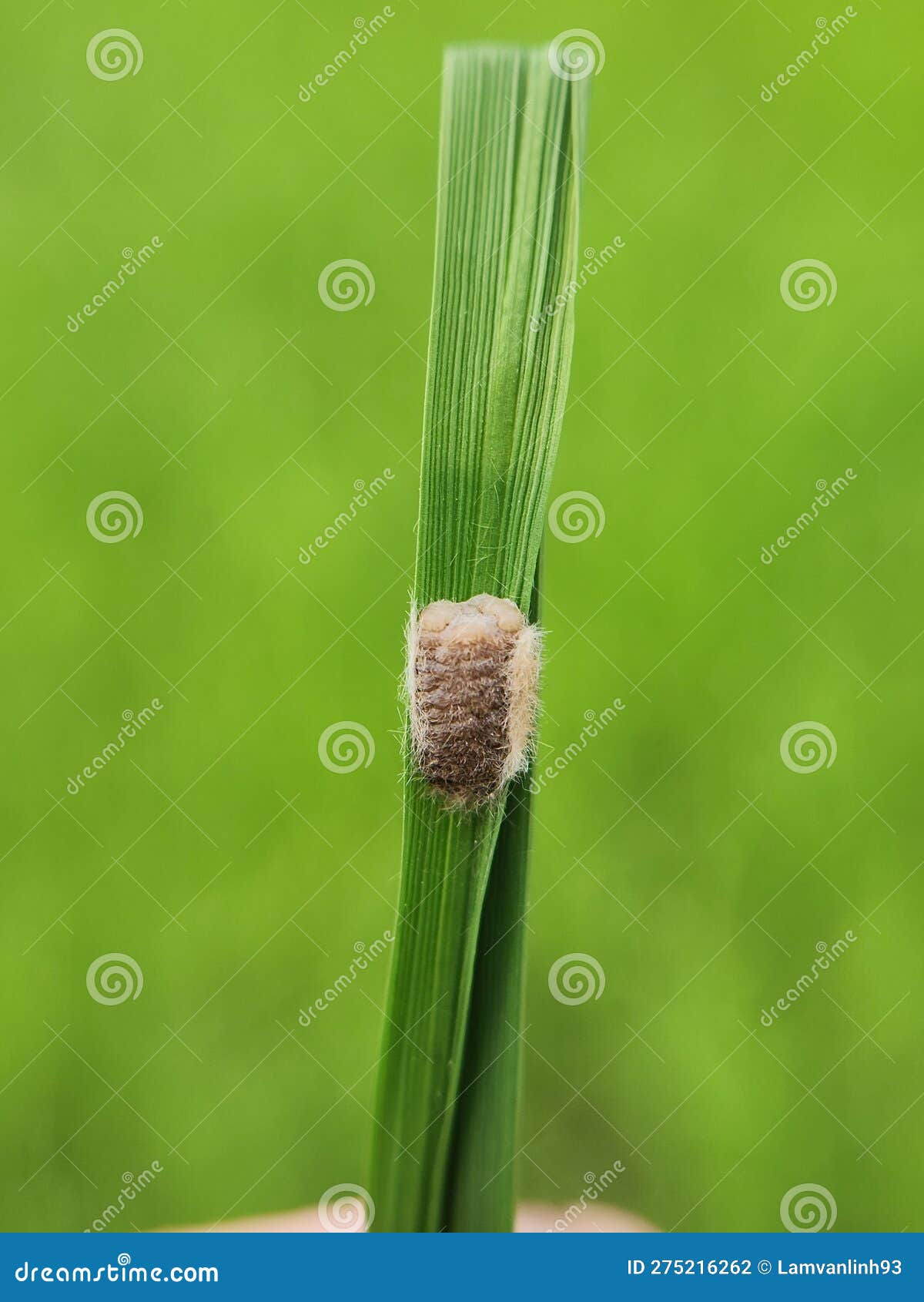 Inside Of Rice Stem Borer Egg Mass Was Lay On Rice Leaf . Stock Photo ...