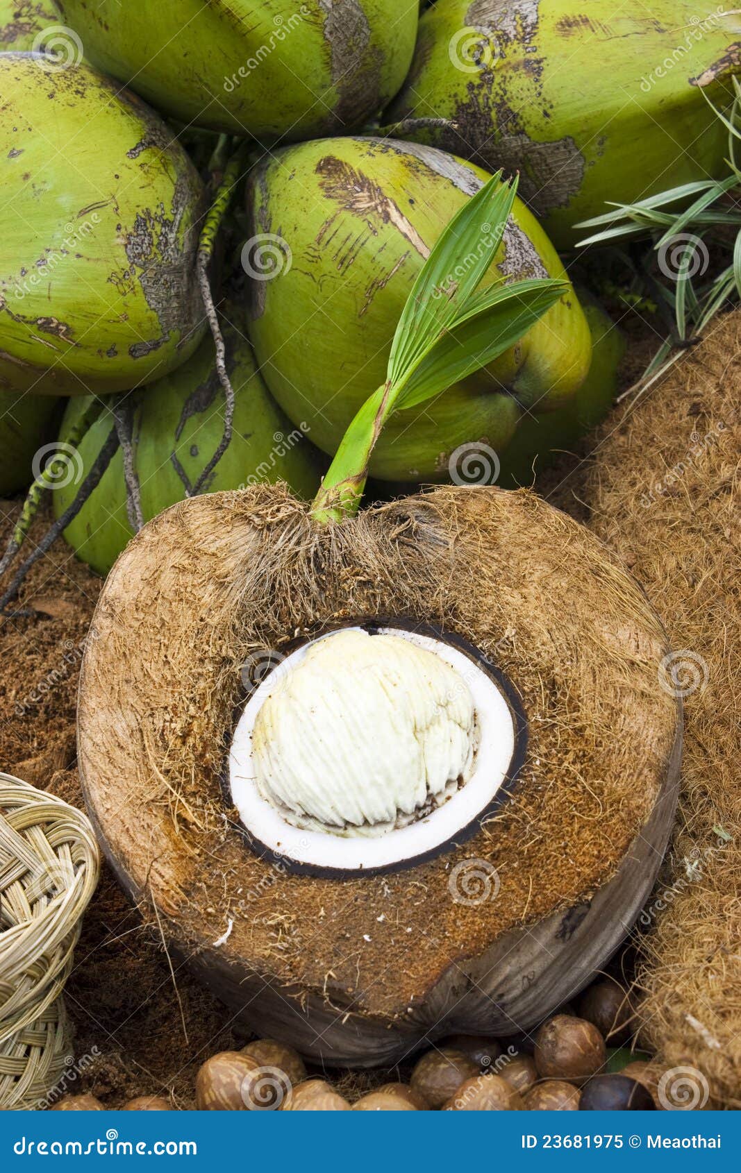 Inside a ripe coconut stock image. Image of portion, white - 23681975
