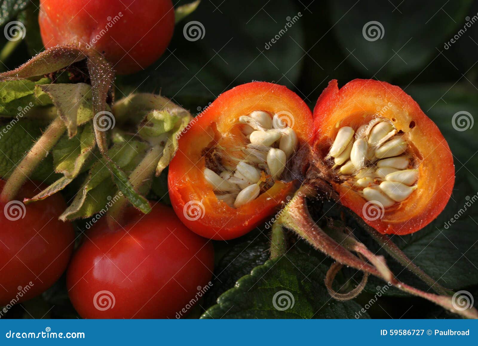 Inside rose hip seed pod. stock image. Image of inside - 59586727