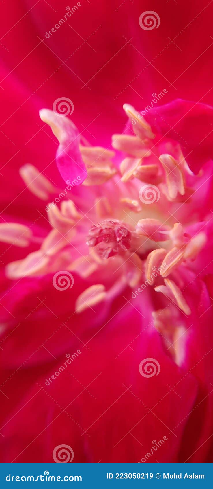 Inside the Rose | Macro Photo of Rose Stock Image - Image of plant ...