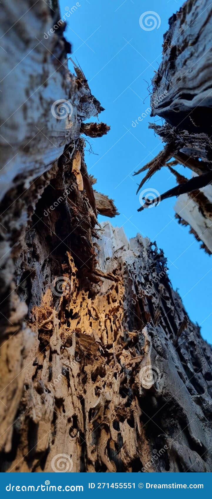 Inside a Rotten Tree Trunk Looking Upwards at Blue Sky Stock Image ...