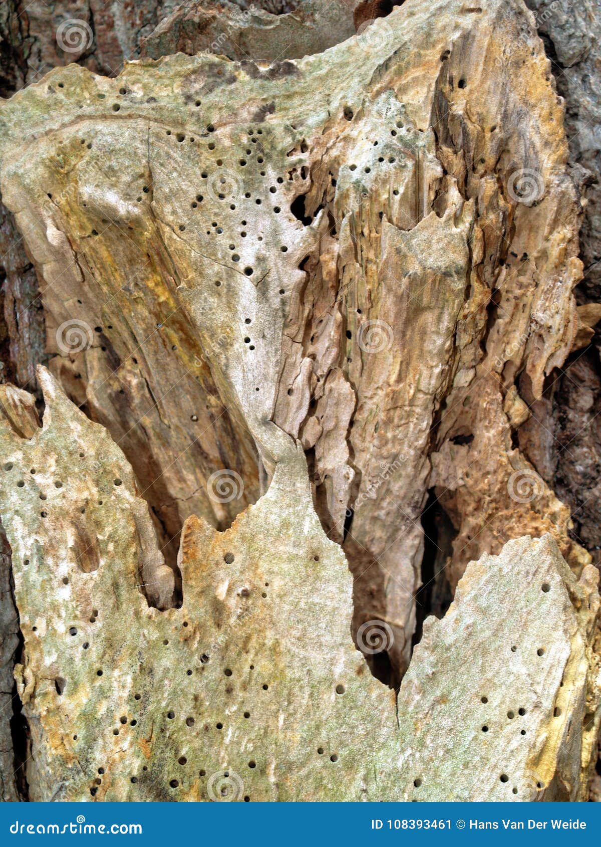Inside of a Rotting, Fallen Tree Completely Full of Holes of Woodworms ...