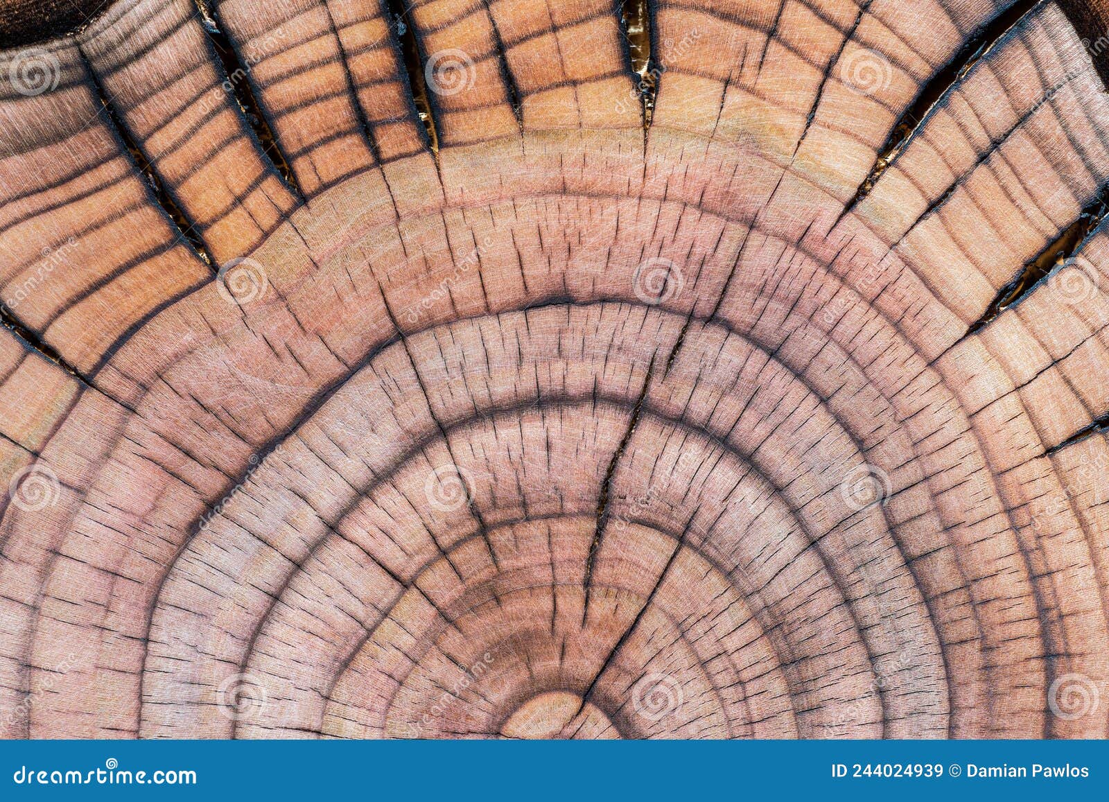 Inside Section of a Cherry Tree Stump with Concentric Growth Rings and ...