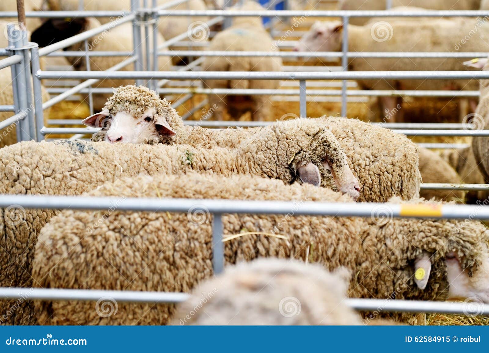 Inside a sheep farm stock image. Image of fence, industry - 62584915