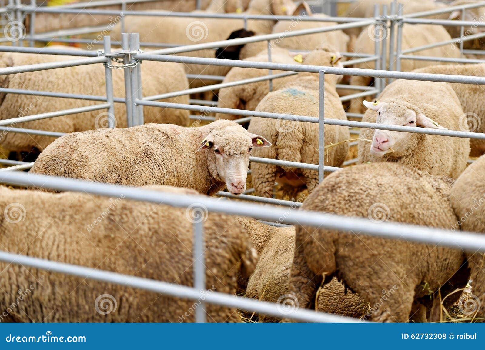 Inside a sheep farm stock photo. Image of fence, industry - 62732308