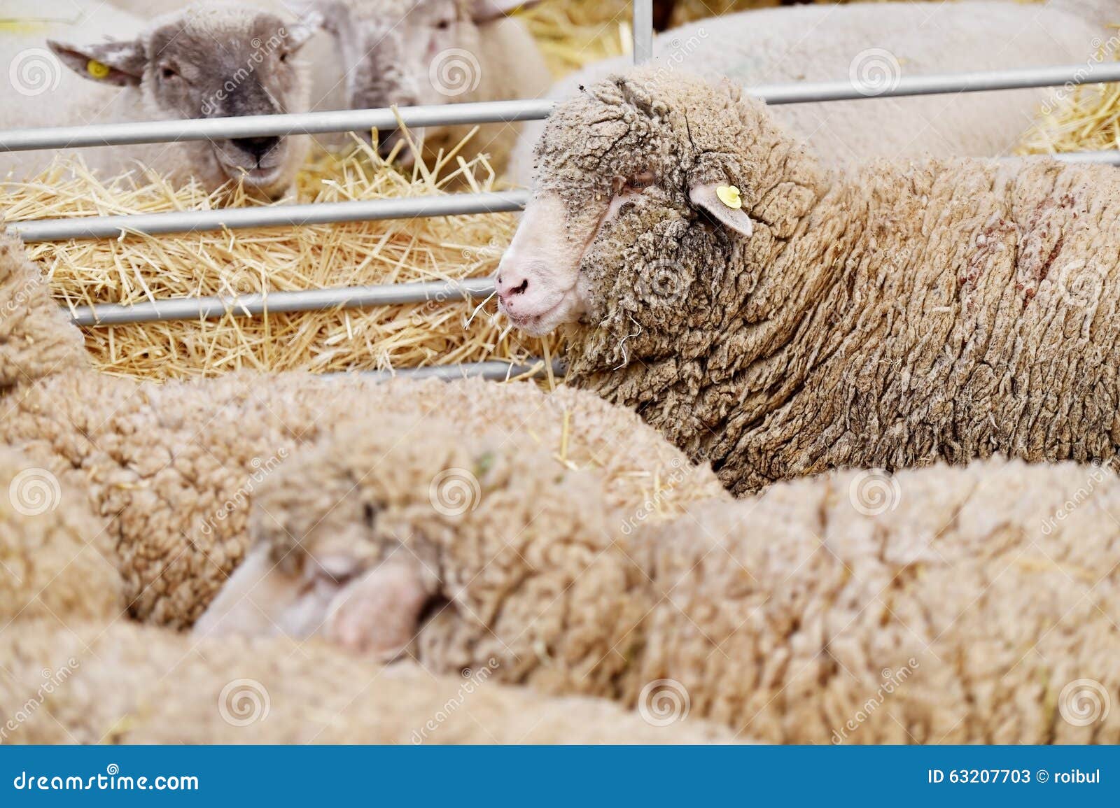 Inside a sheep farm stock image. Image of barn, industry - 63207703