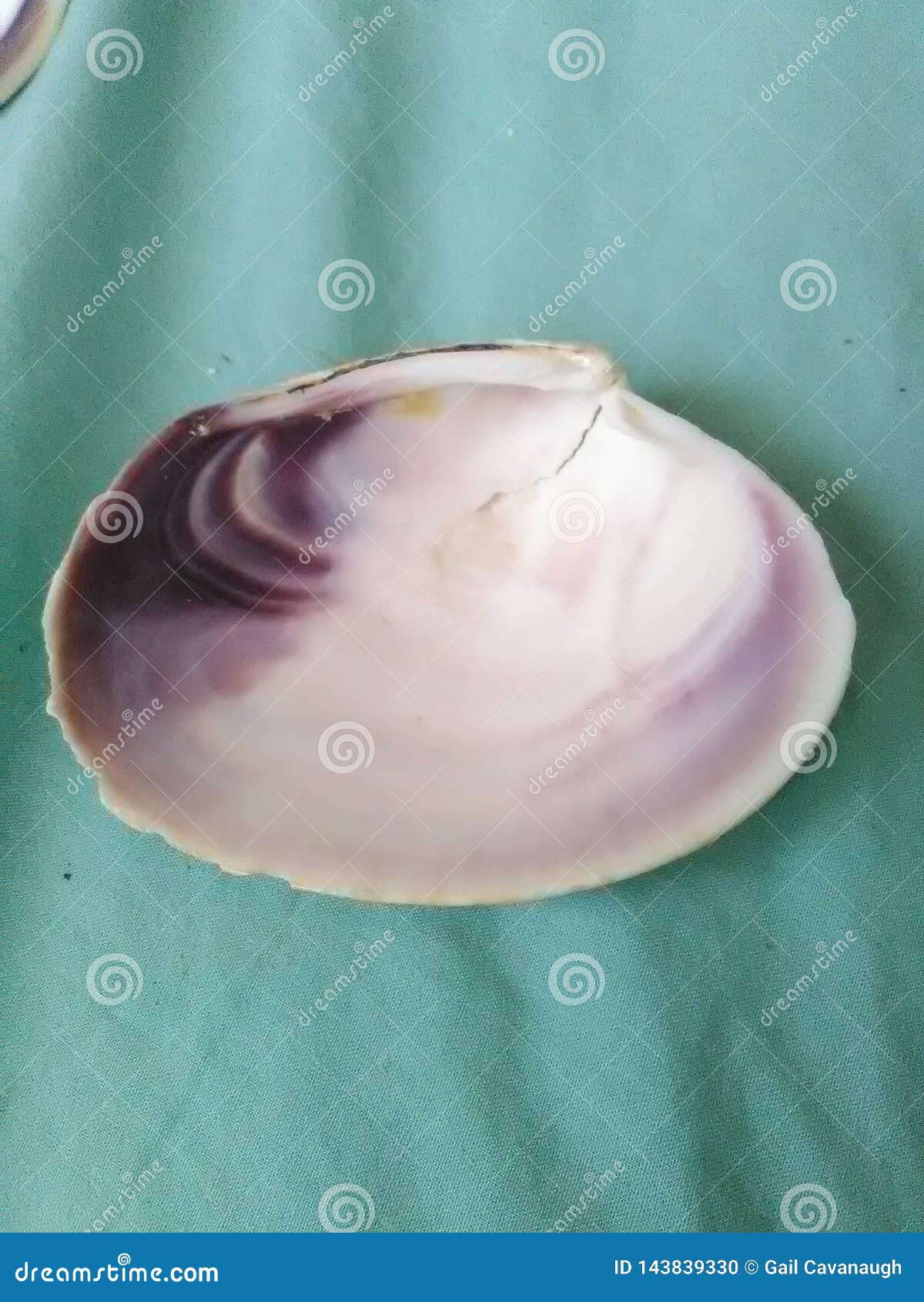 Inside of Single Shell with Crack at Top. Stock Photo - Image of single ...