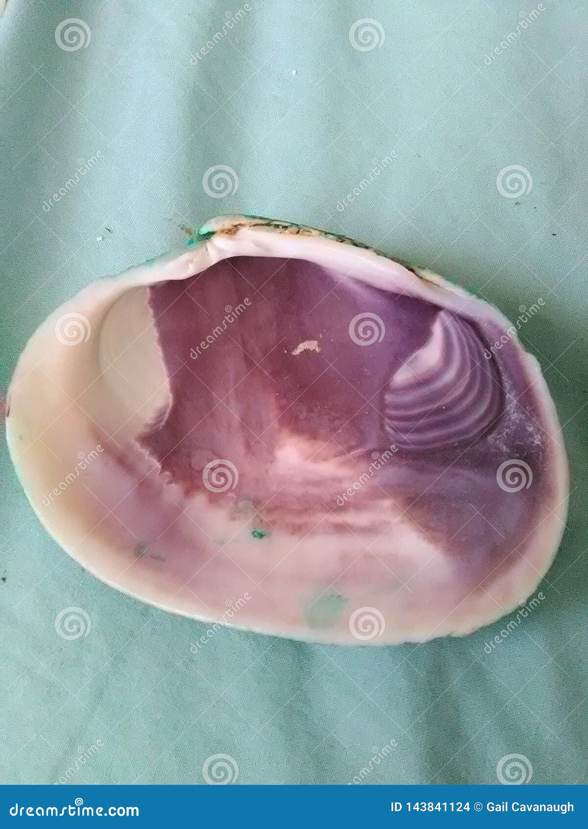 Inside of Single Shell Showing Patterns. Stock Photo - Image of inside ...