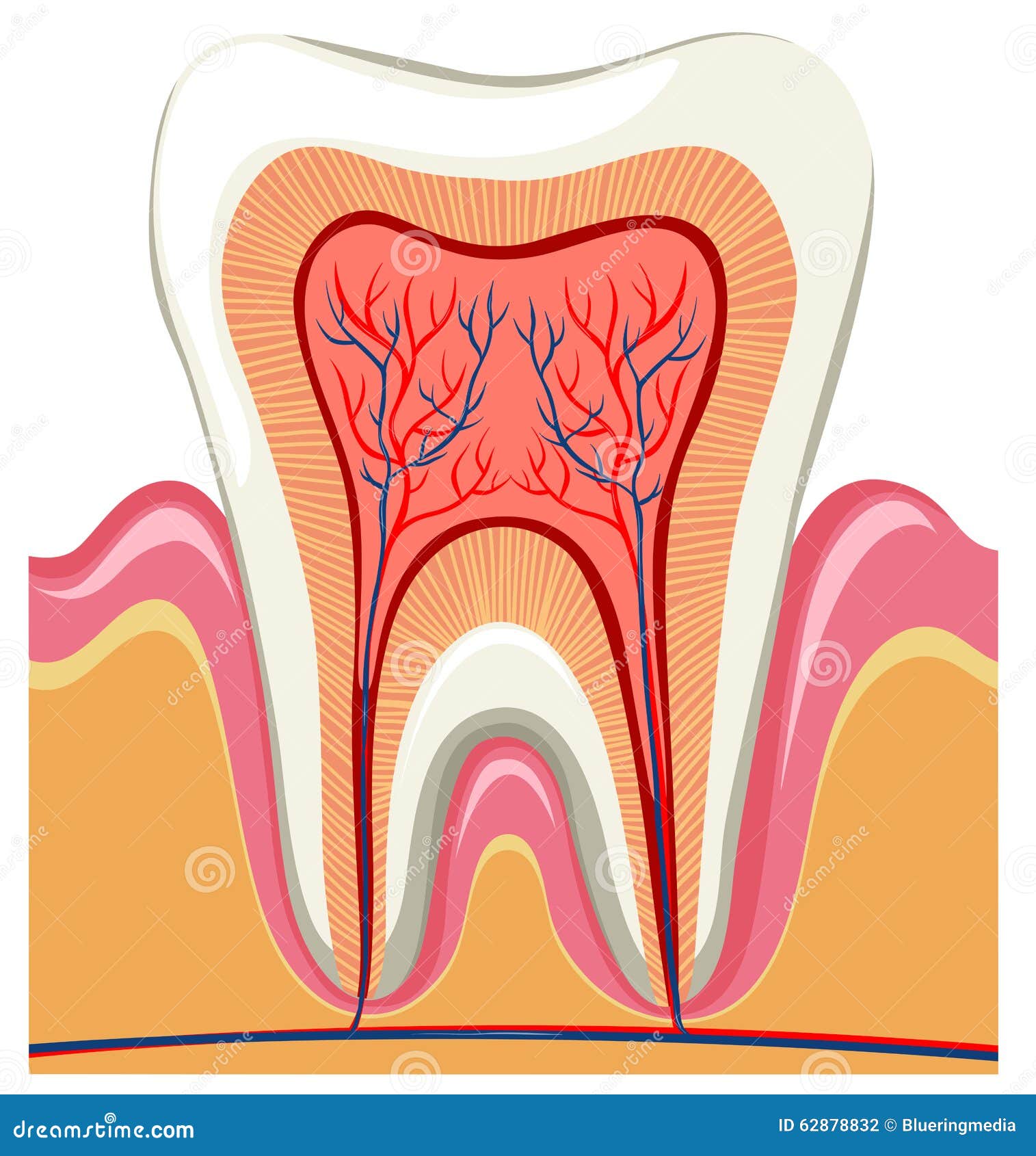 Inside on a single tooth stock vector. Illustration of teeth - 62878832