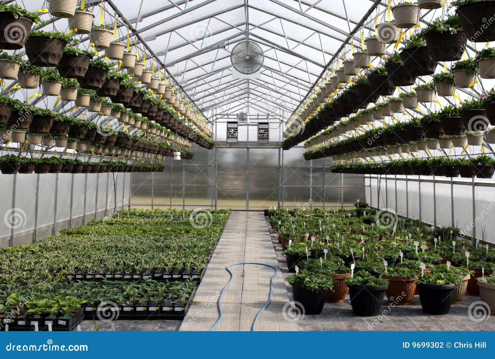 Inside a Small Greenhouse stock photo. Image of spring - 9699302