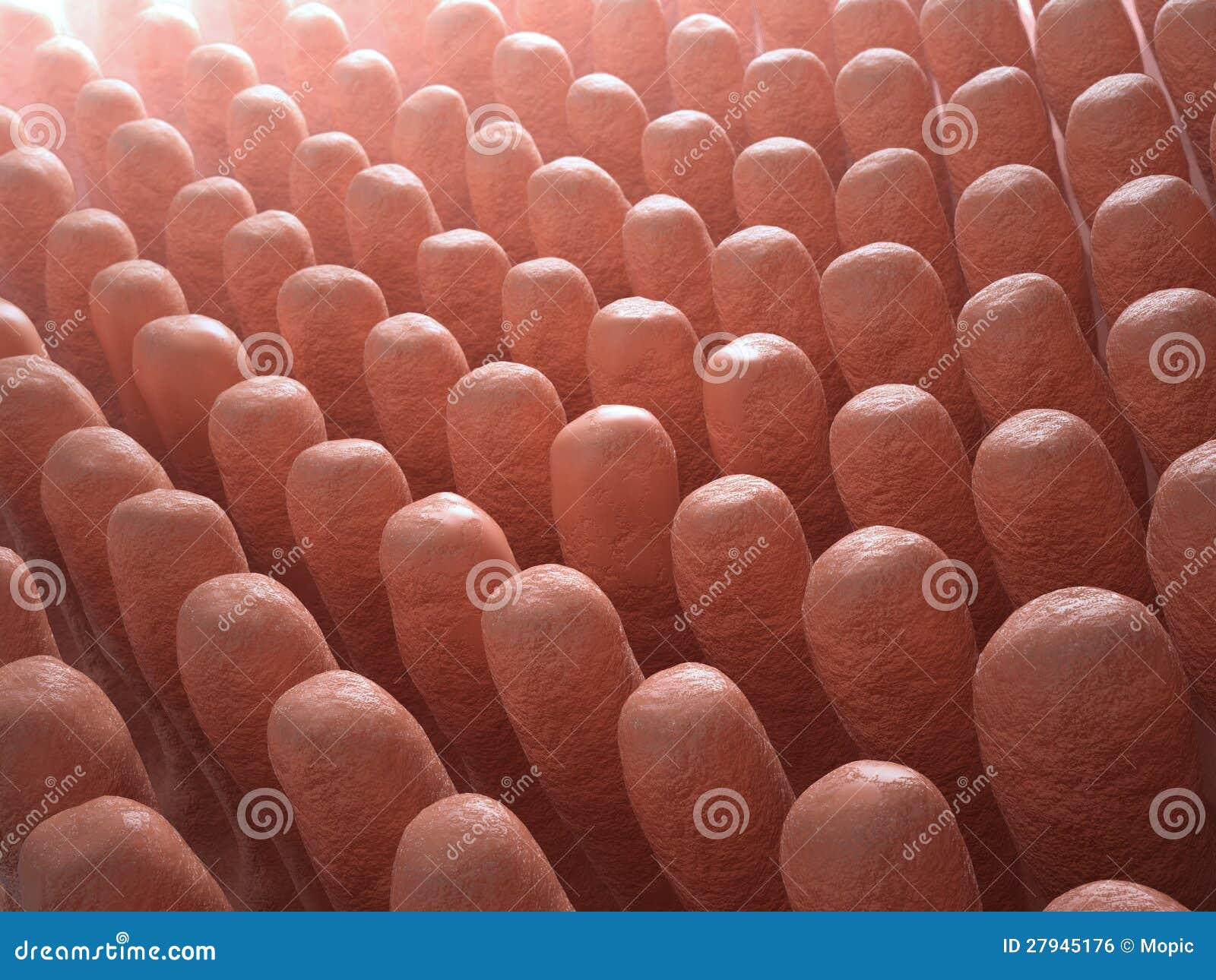 Inside the Small Intestine Villi Stock Illustration - Illustration of ...