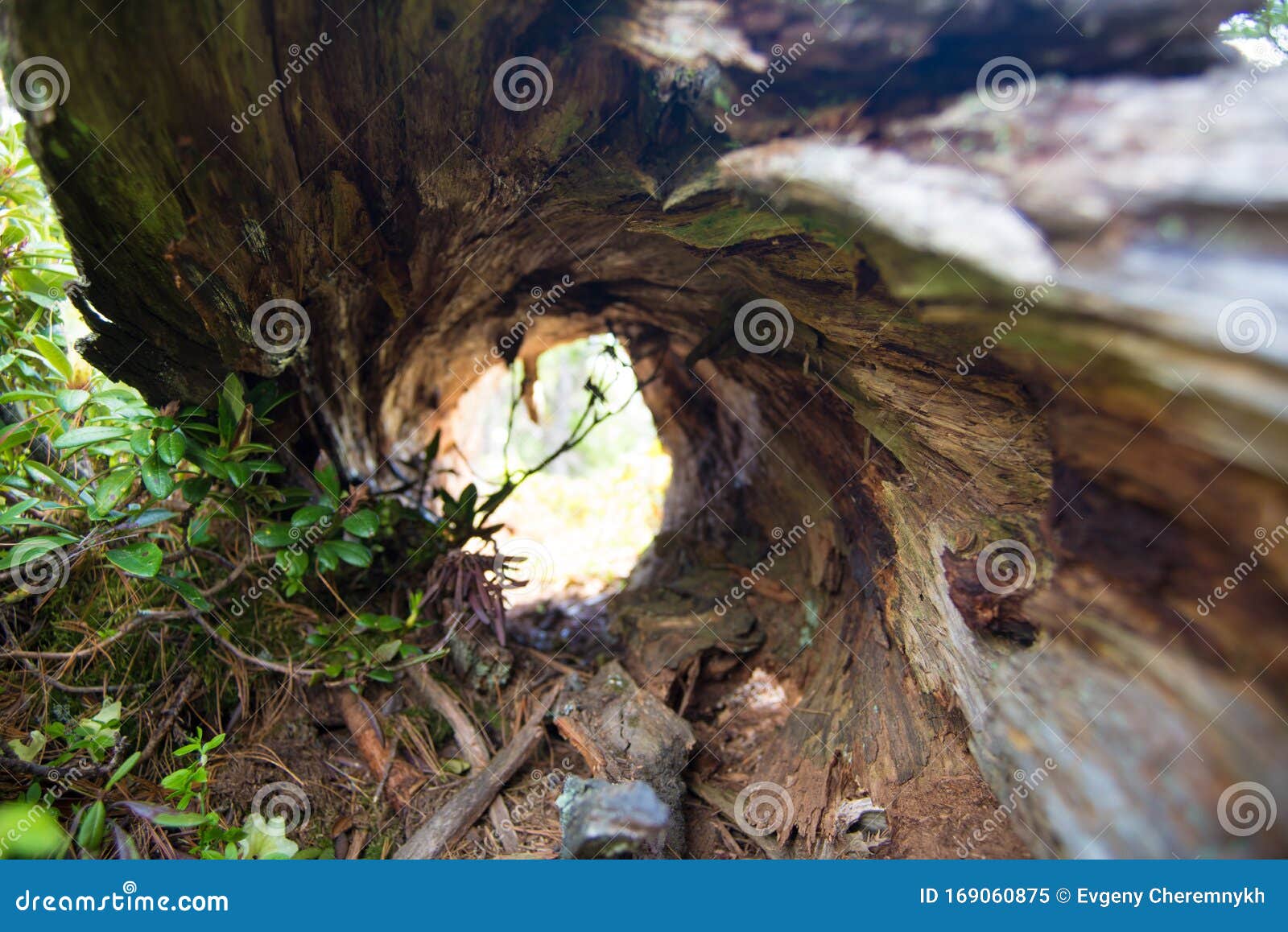 Inside Spiral tree stock image. Image of background - 169060875