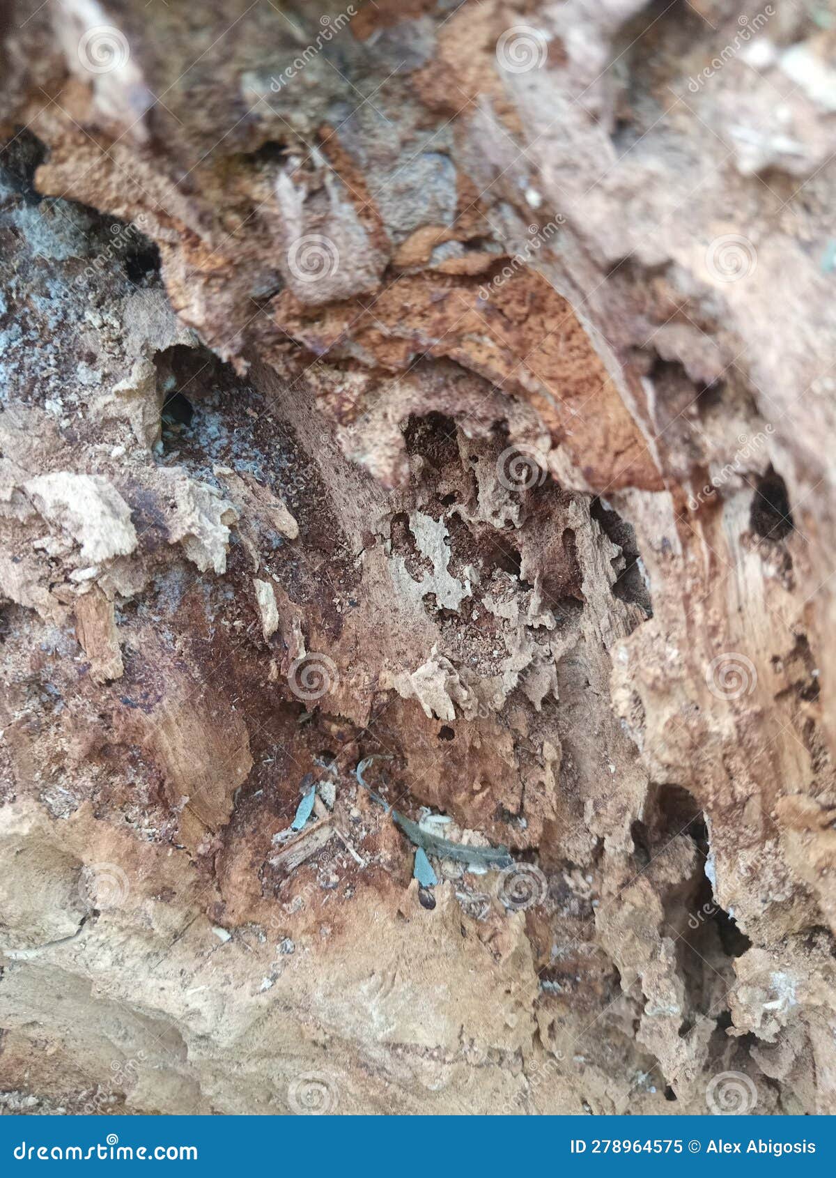 Inside of a Split Tree Branch with Texture and Detail Stock Image ...