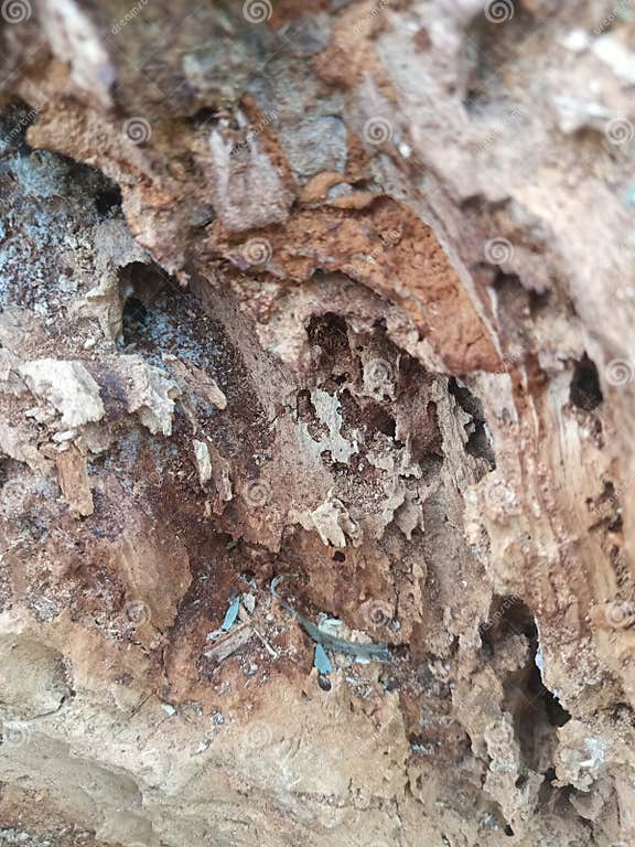 Inside of a Split Tree Branch with Texture and Detail Stock Image ...