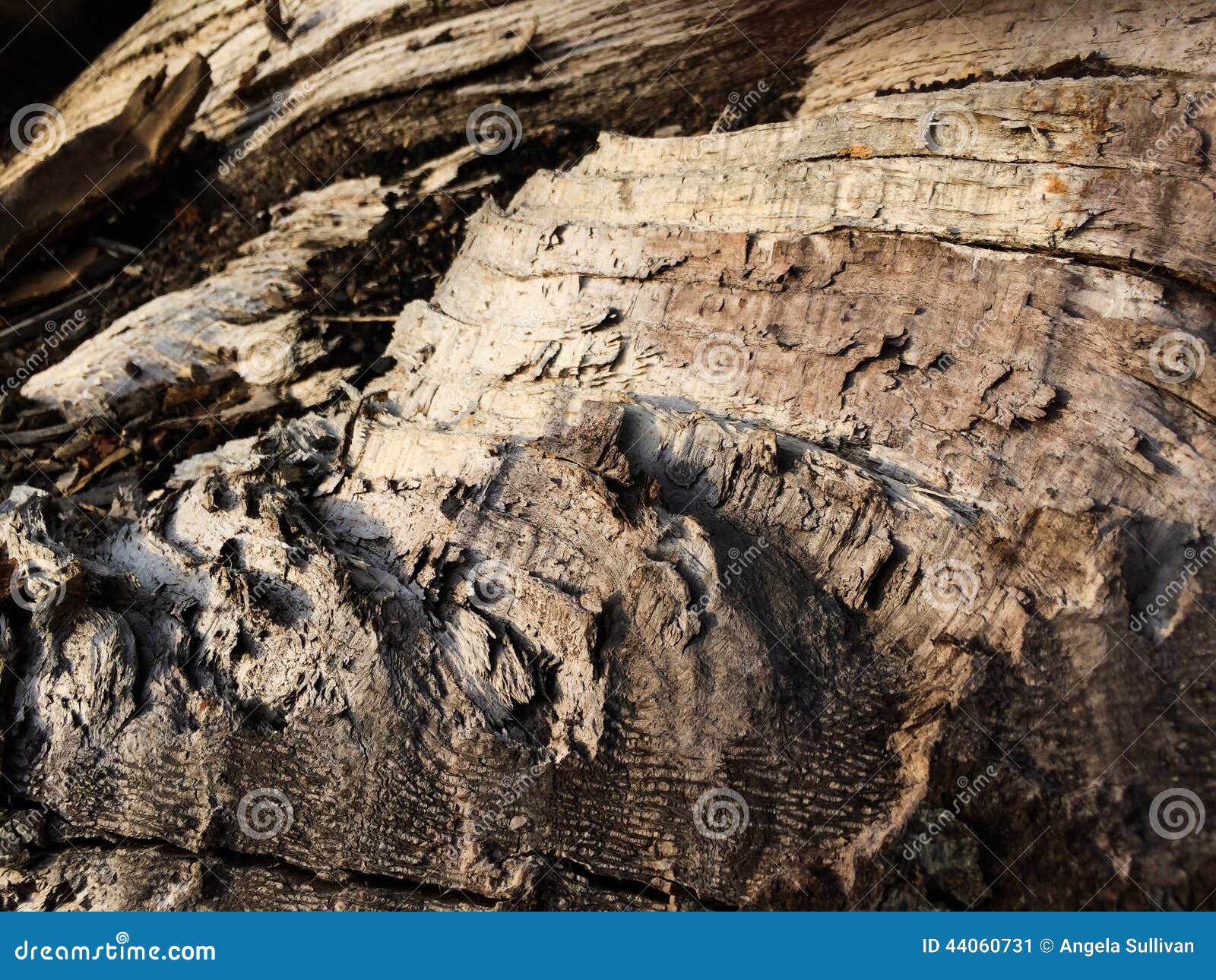 Inside of Split Wood Tree Bark Texture Stock Image - Image of maple ...
