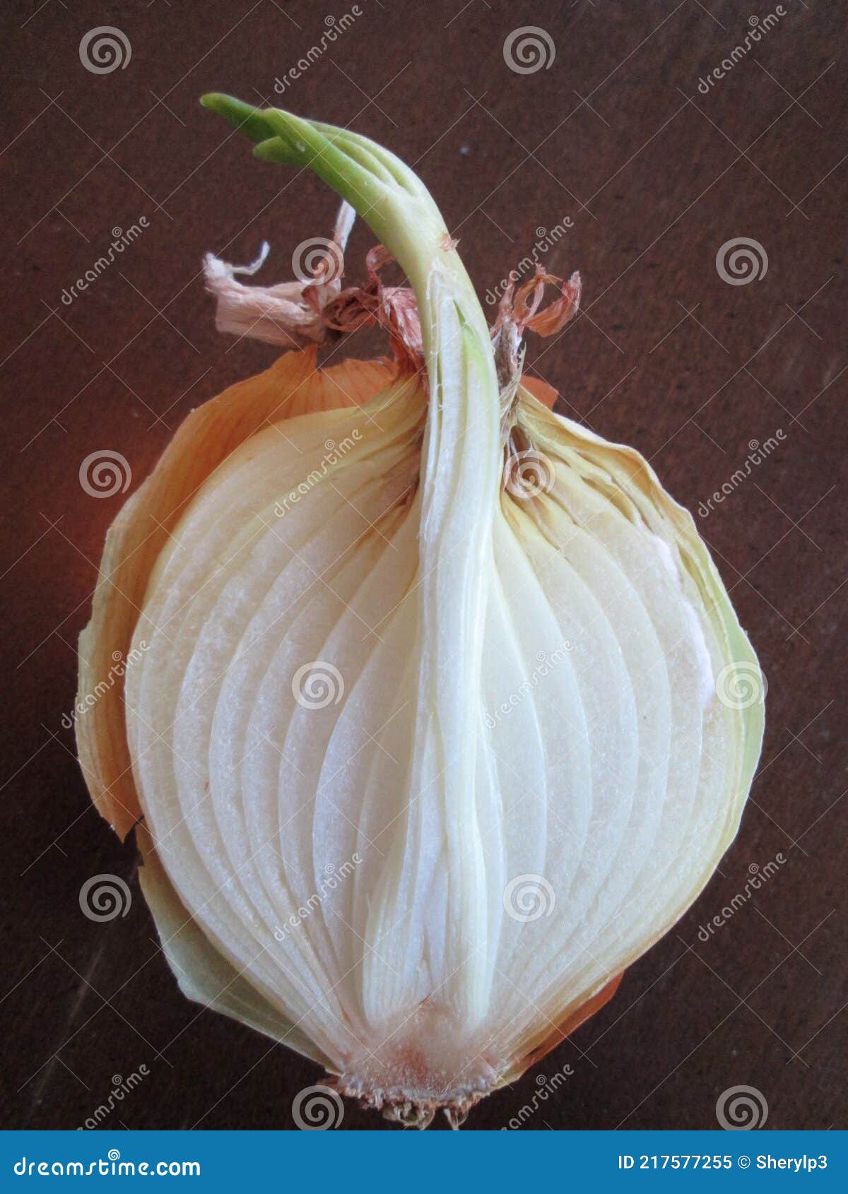 Inside of a Sprouting Onion Stock Image - Image of sprouting, insides ...