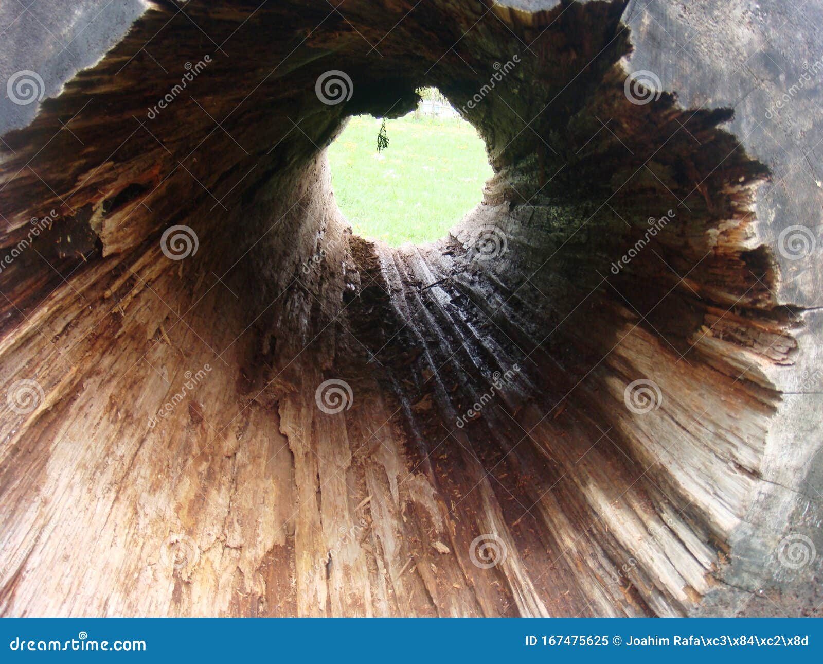 Inside a stump stock image. Image of perspectives, view - 167475625