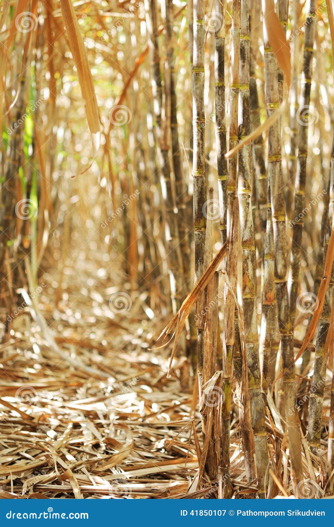 Inside sugar cane row stock image. Image of field, plant - 41850107