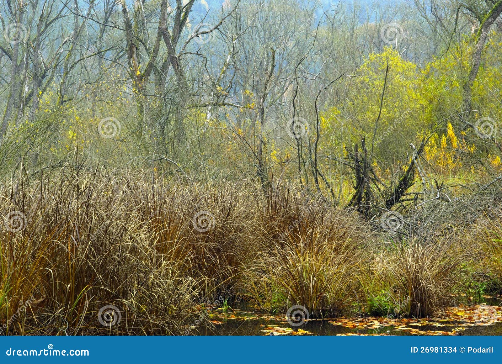 Inside the swamp stock photo. Image of scene, forest - 26981334