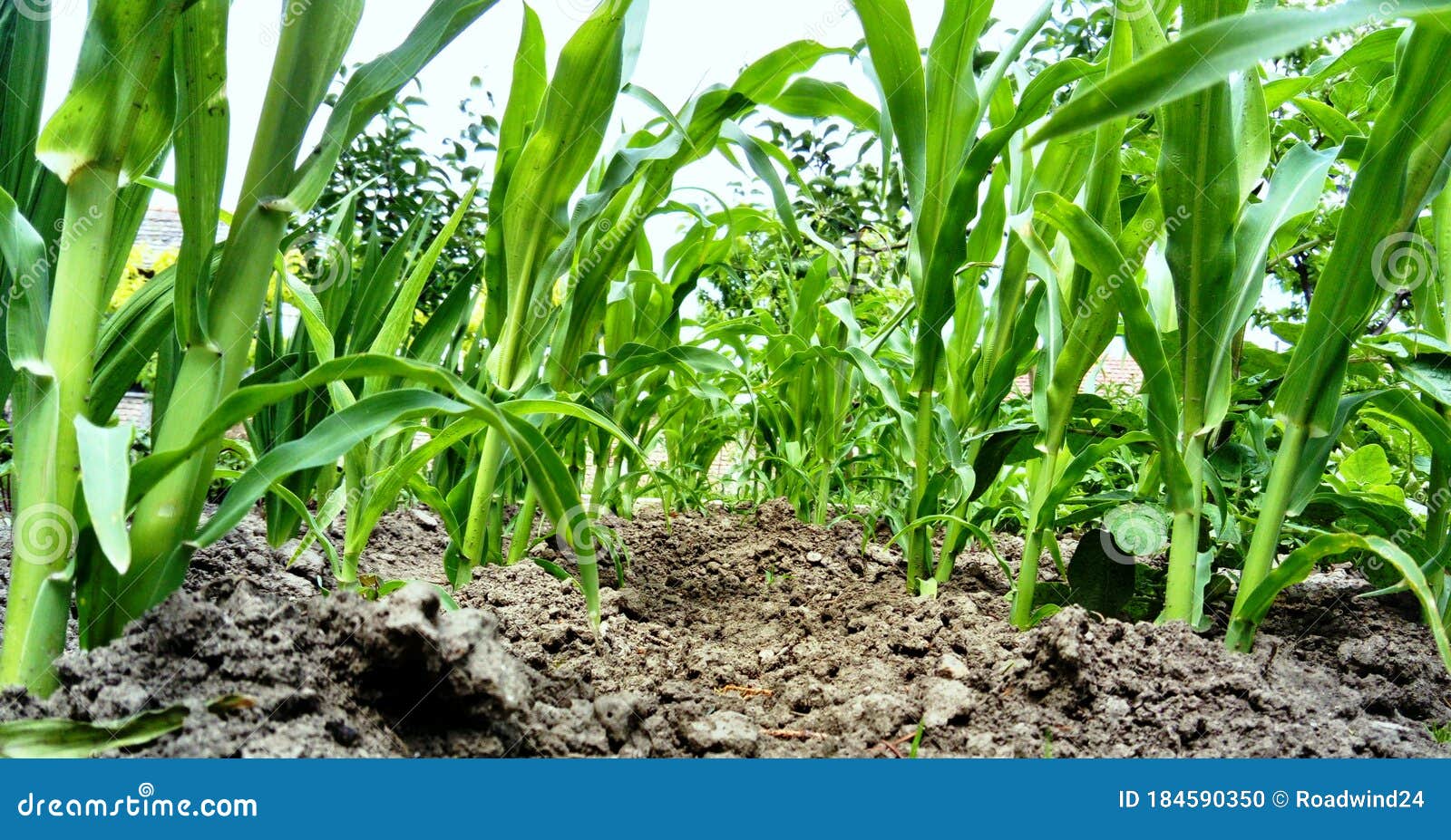 Inside the sweet corn row stock photo. Image of planting - 184590350