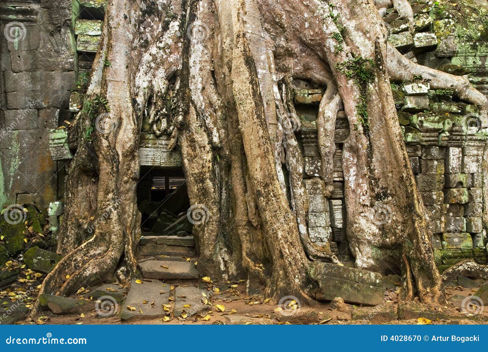 Inside Ta Prohm Temple stock photo. Image of exploration - 4028670
