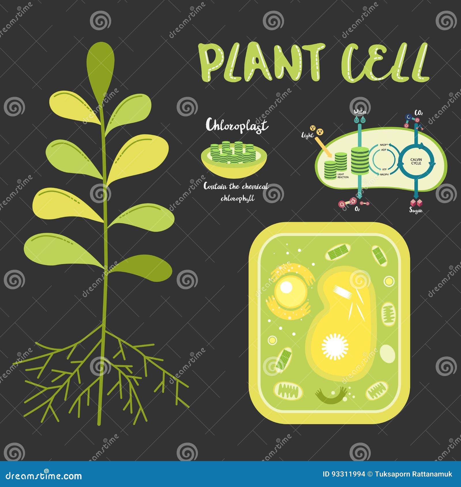 Inside The Endoplasmic Reticulum: A Vivid 4K View Of A Highly Detailed ...