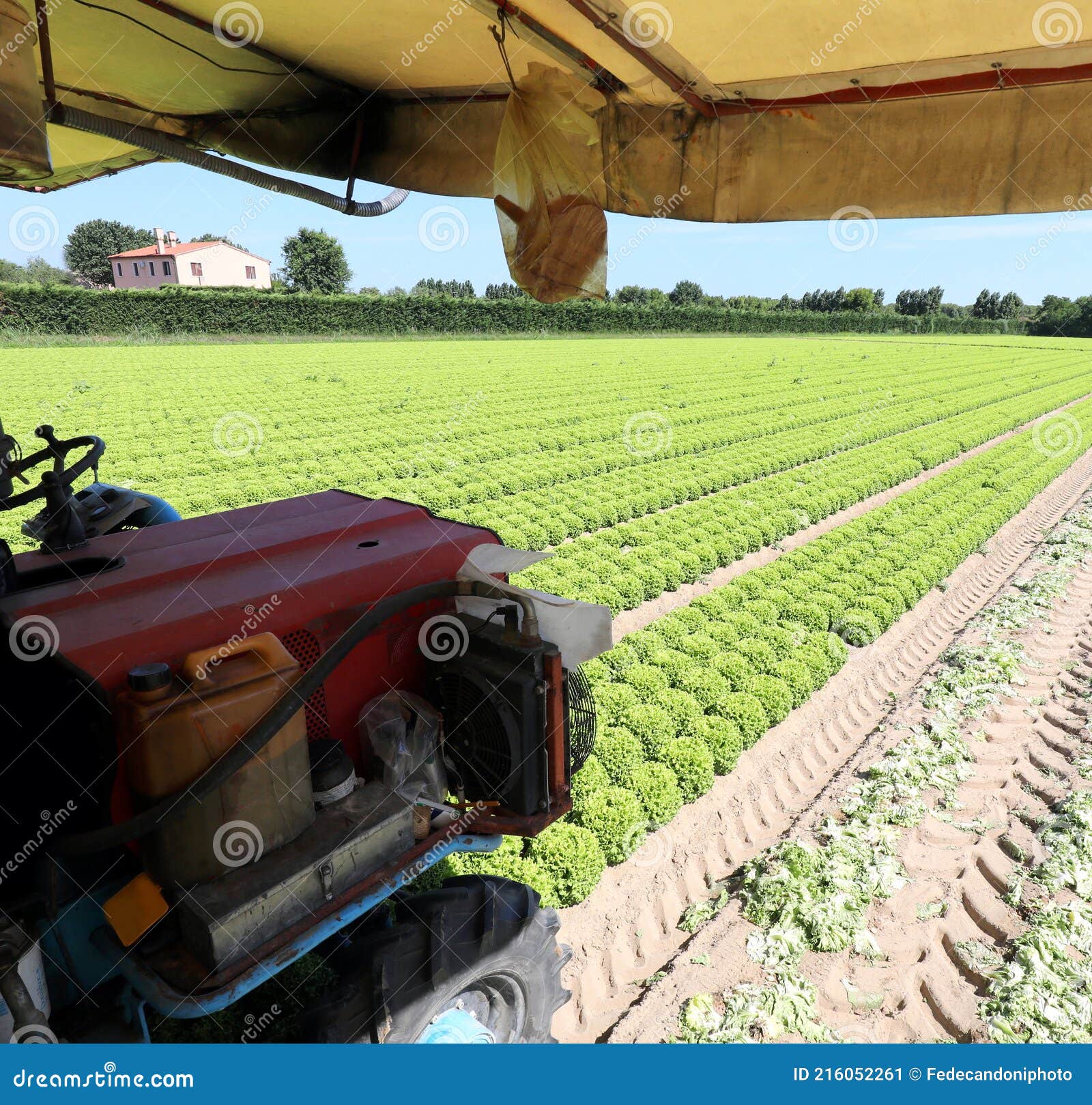Inside of the Tractor for the Collection of Fresh Lettuce in the Field ...