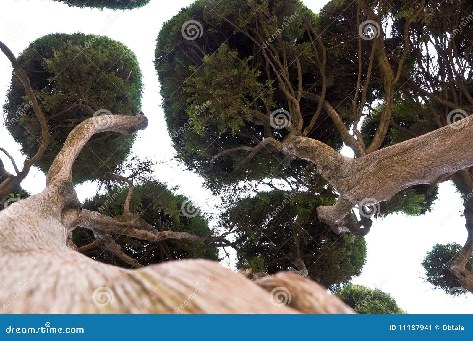 Inside a tree stock image. Image of bush, isolated, white - 11187941