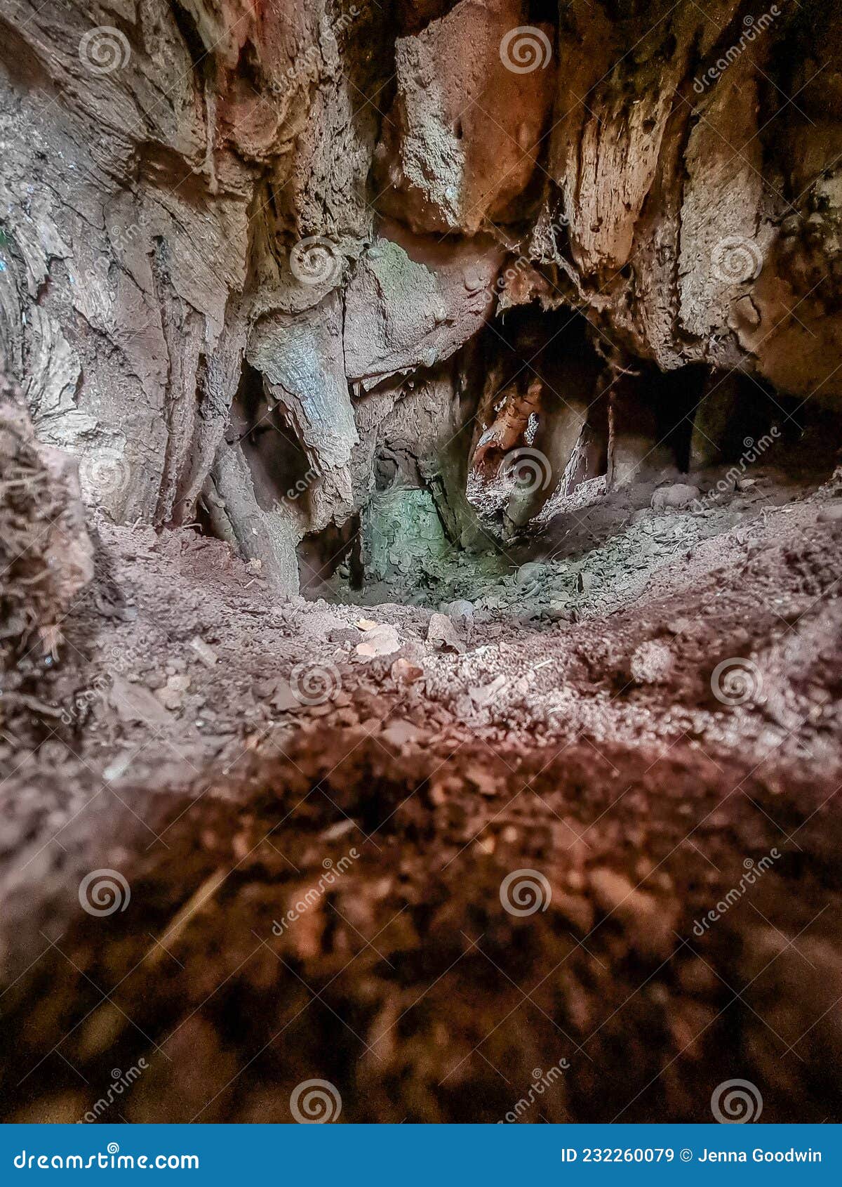 Inside a tree stock image. Image of inside, view, perspective - 232260079