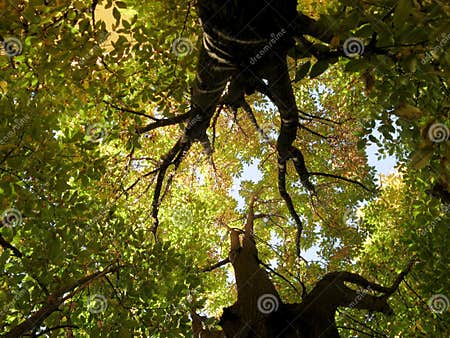 Inside a tree stock photo. Image of branch, park, light - 6360742
