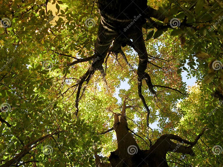 Inside a tree stock photo. Image of branch, park, light - 6360742