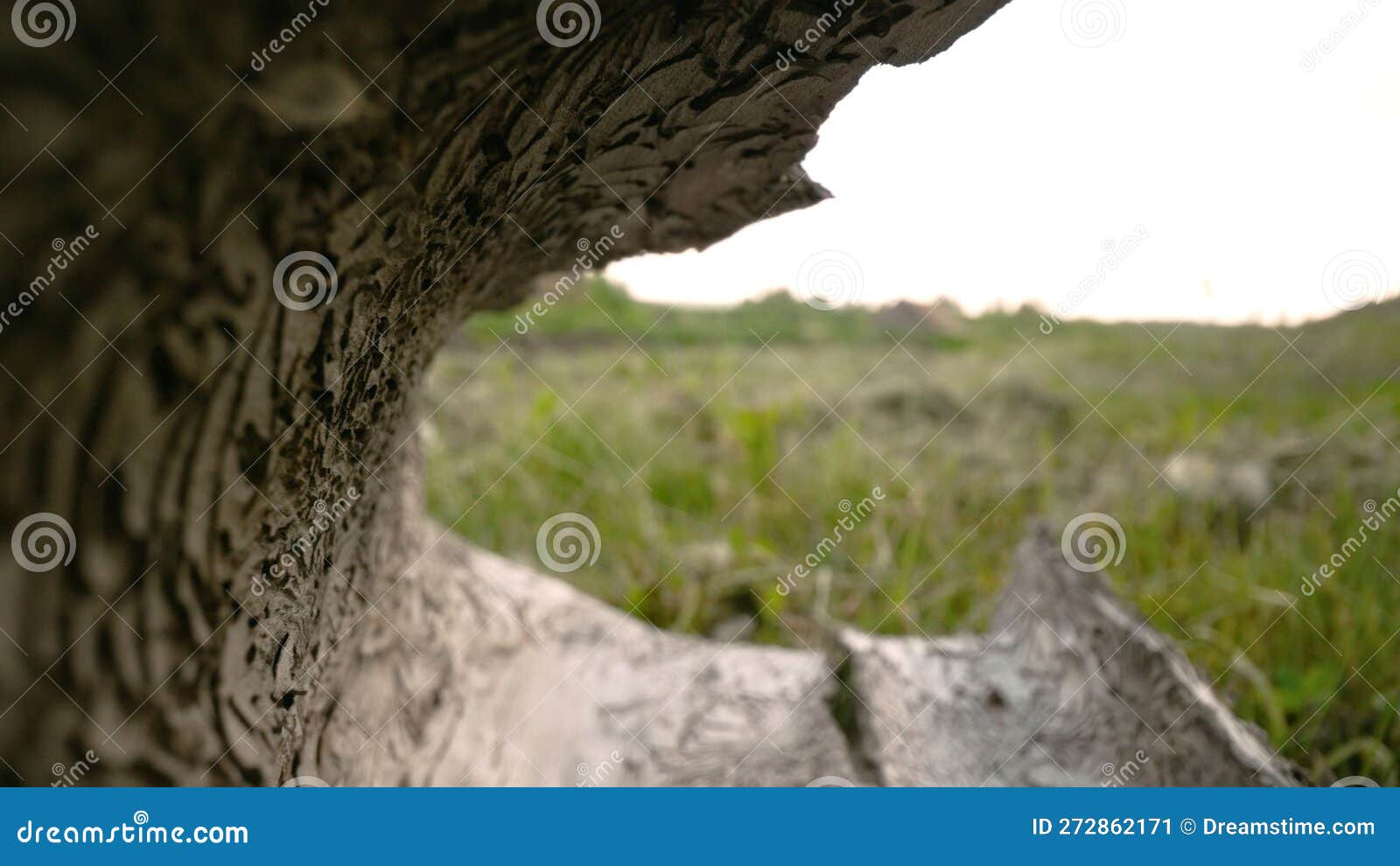 Close-up from the Inside of an Old Rotten Fallen Tree with a Hollow ...