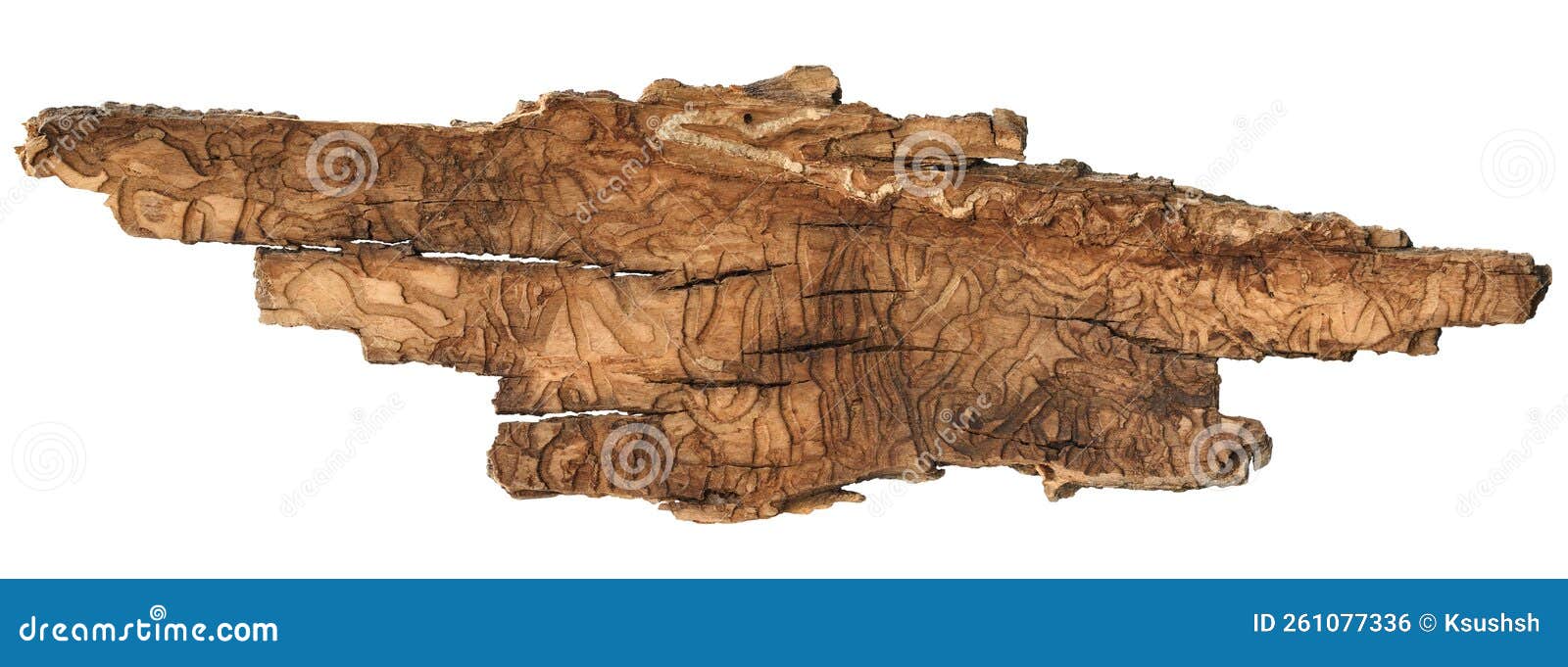 Inside of Tree Bark with Textured Surface Isolated on White Stock Photo ...