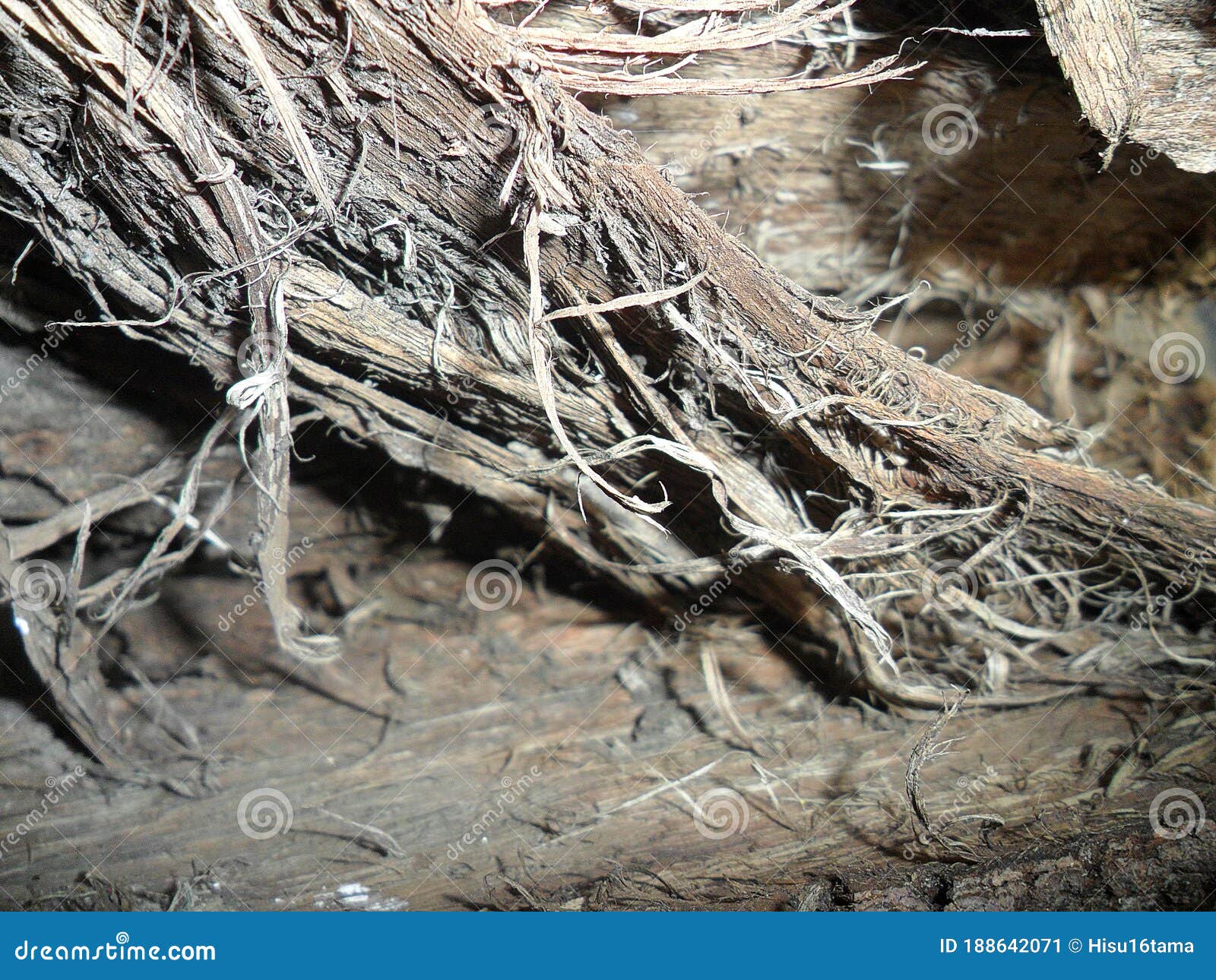 Inside the Tree, the Bark of a Weeping Willow Stock Image - Image of ...