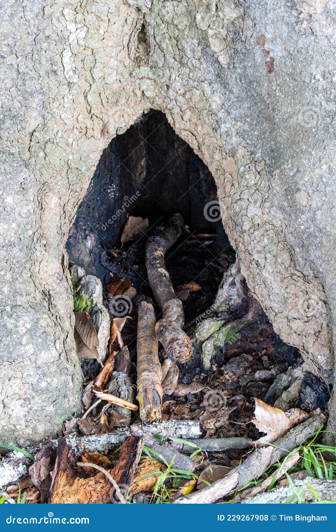 Inside a Tree Hole from the Outside Stock Photo - Image of green ...