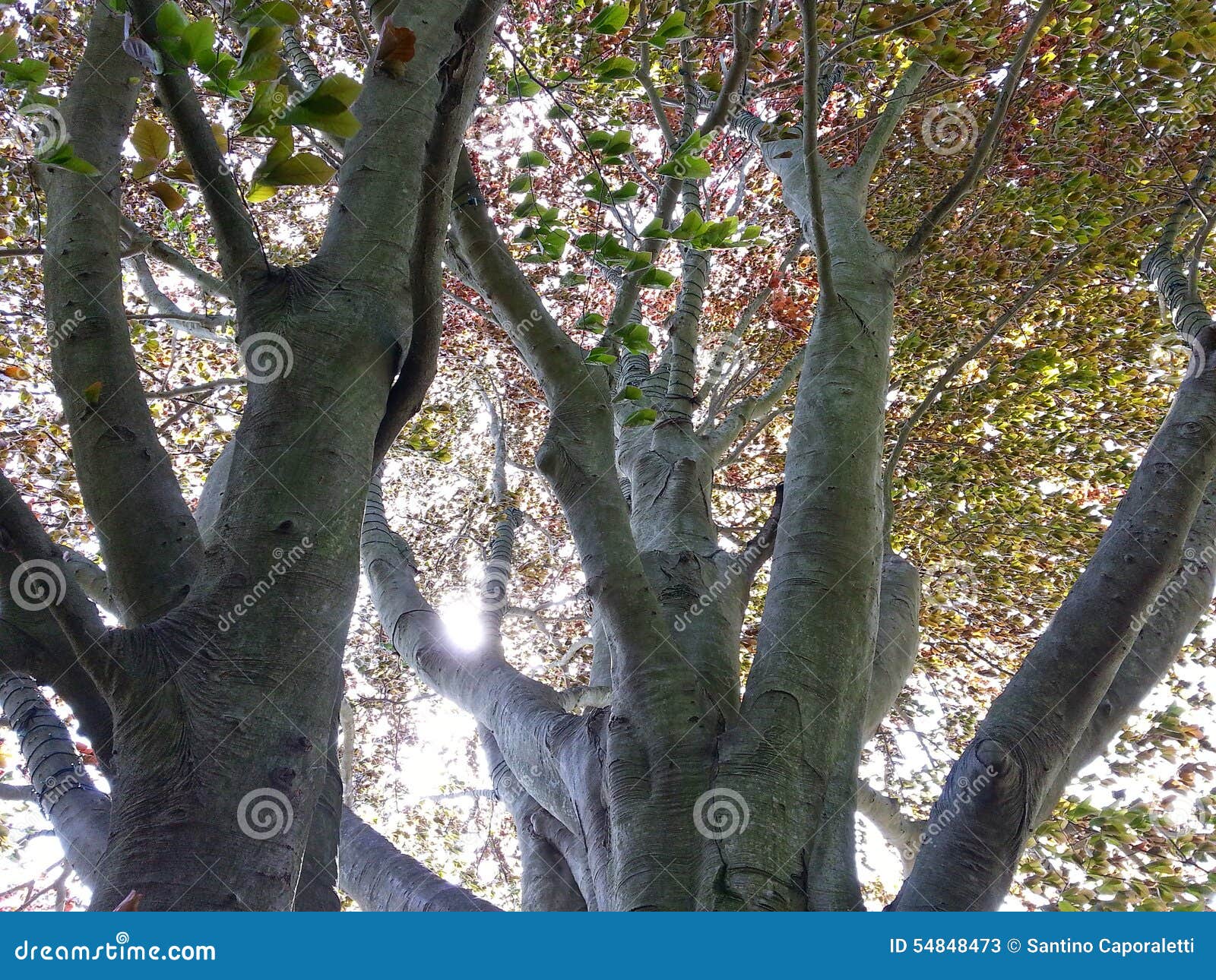 Inside the tree stock image. Image of tree, trunk, leaves - 54848473