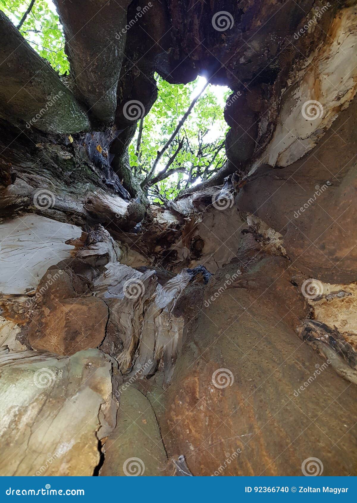 Inside of a Tree stock photo. Image of tree, nature, s7edge - 92366740