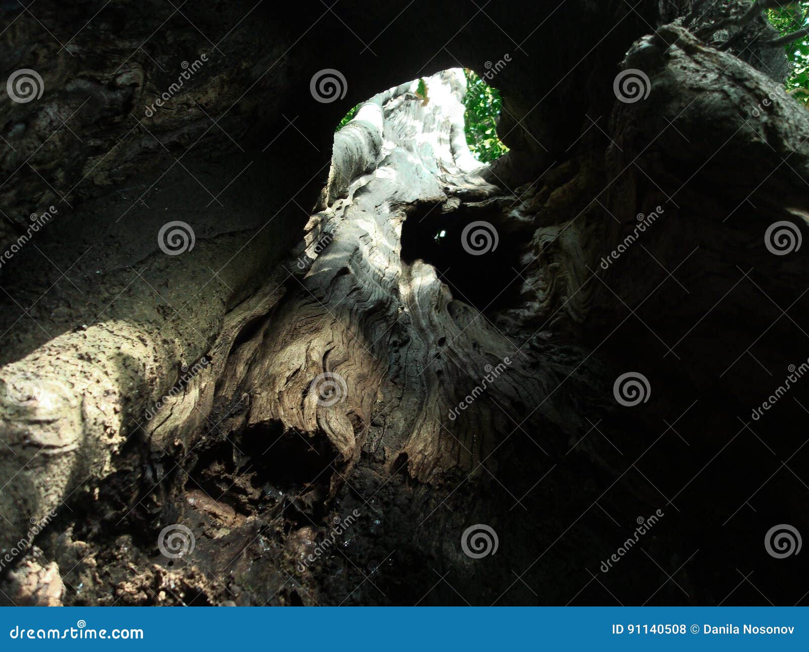 Inside the tree stock photo. Image of light, contrast - 91140508