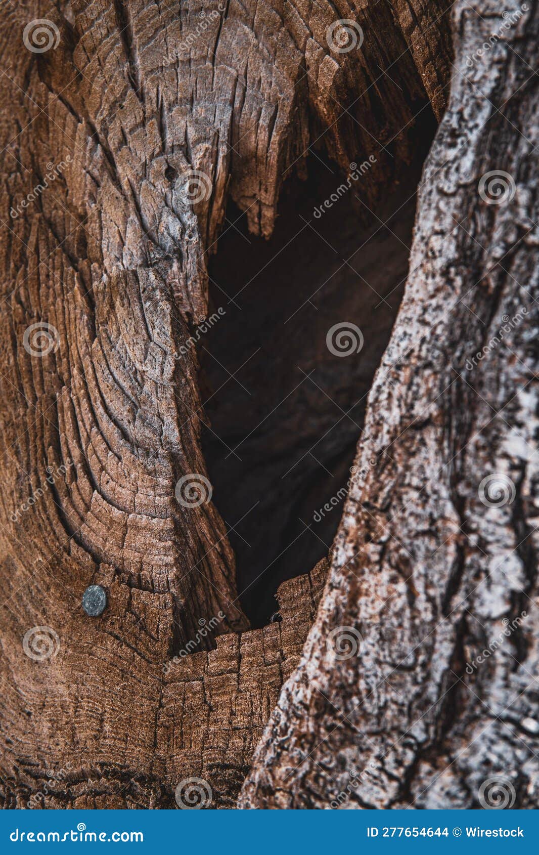 The Inside of a Tree Stump with the Base Showing the Hole in Which the ...