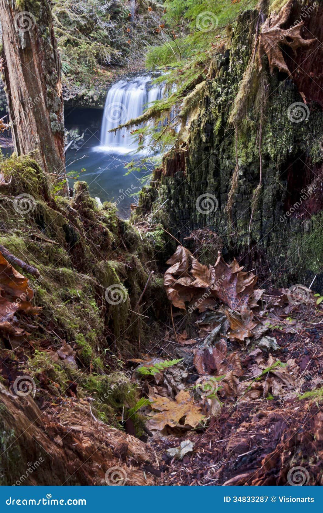 Inside Tree Stump Looking at Waterfall Below Stock Image - Image of ...