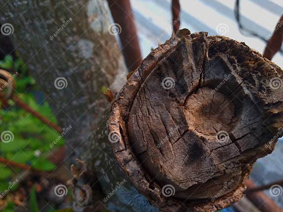 The Inside of a Tree Trunk in the Garden Stock Photo - Image of pattern ...