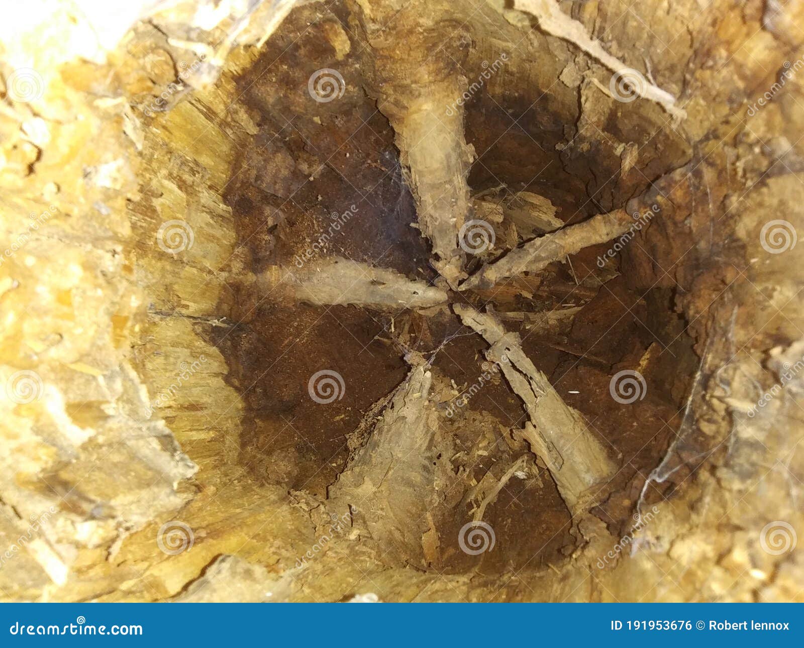 This is the Inside of a Tree Trunk Pointy Wood Stock Photo - Image of ...