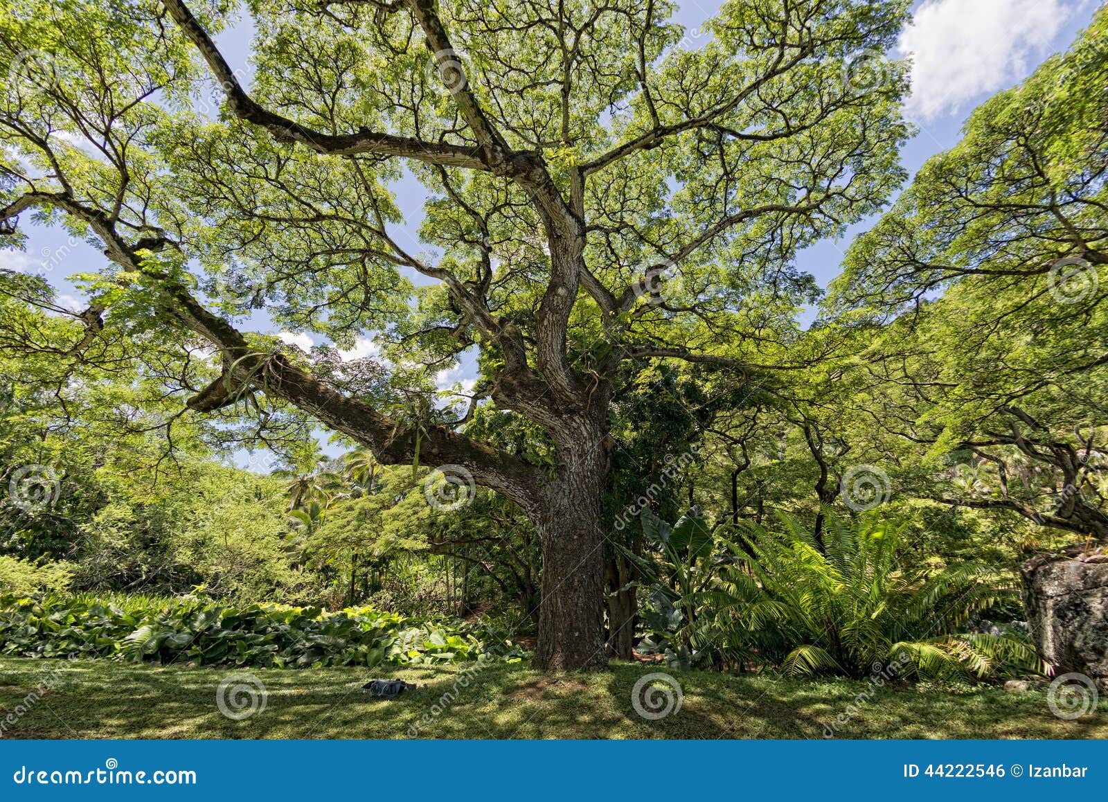 Inside Tropical Rainforest in Hawaii Stock Photo - Image of green ...