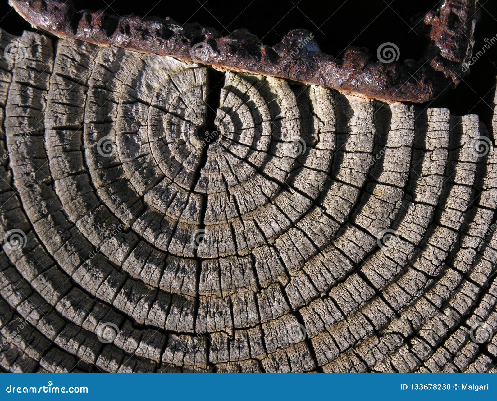Inside the trunk c stock photo. Image of woods, wilderness - 133678230