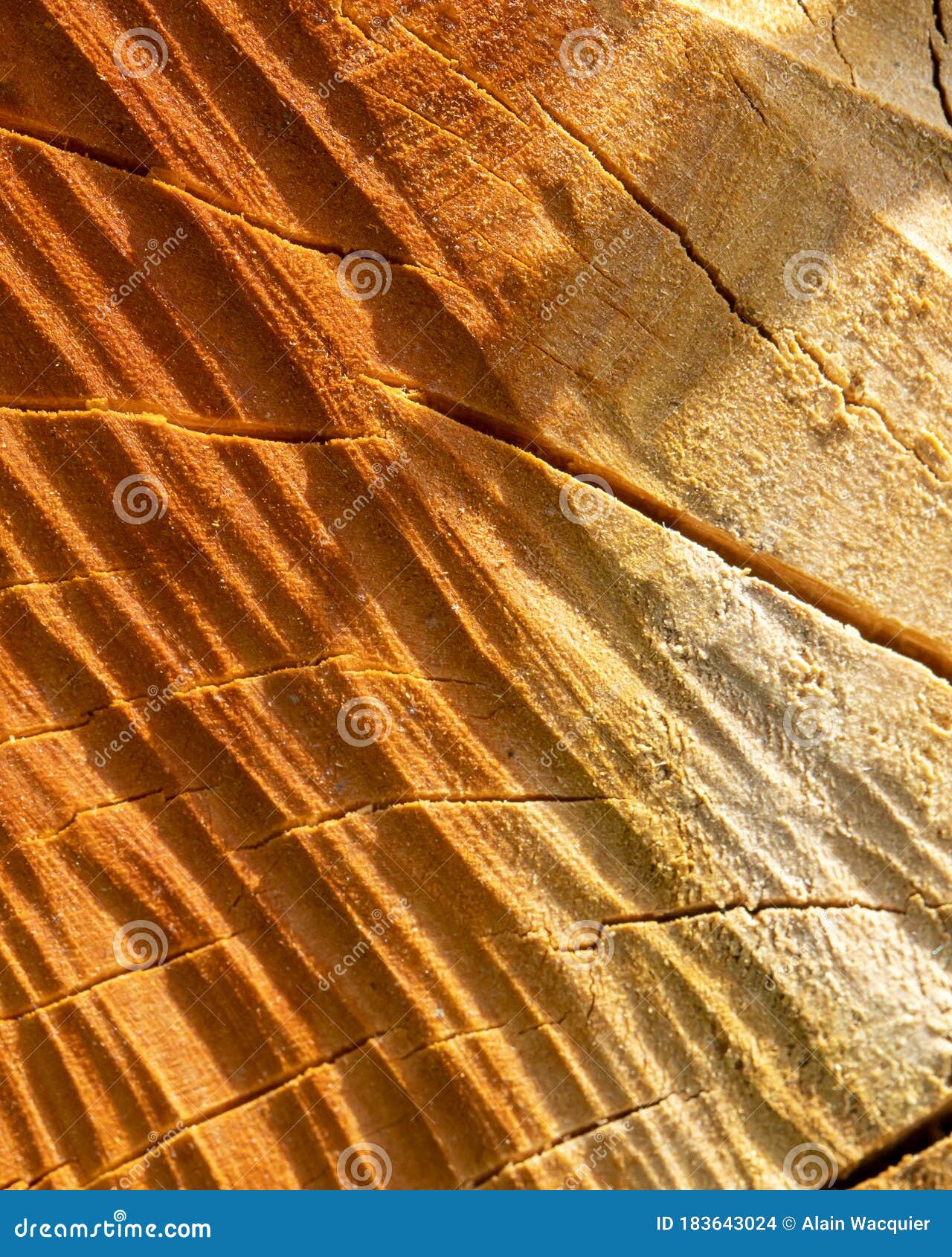 Inside the trunk stock photo. Image of area, nature - 183643024