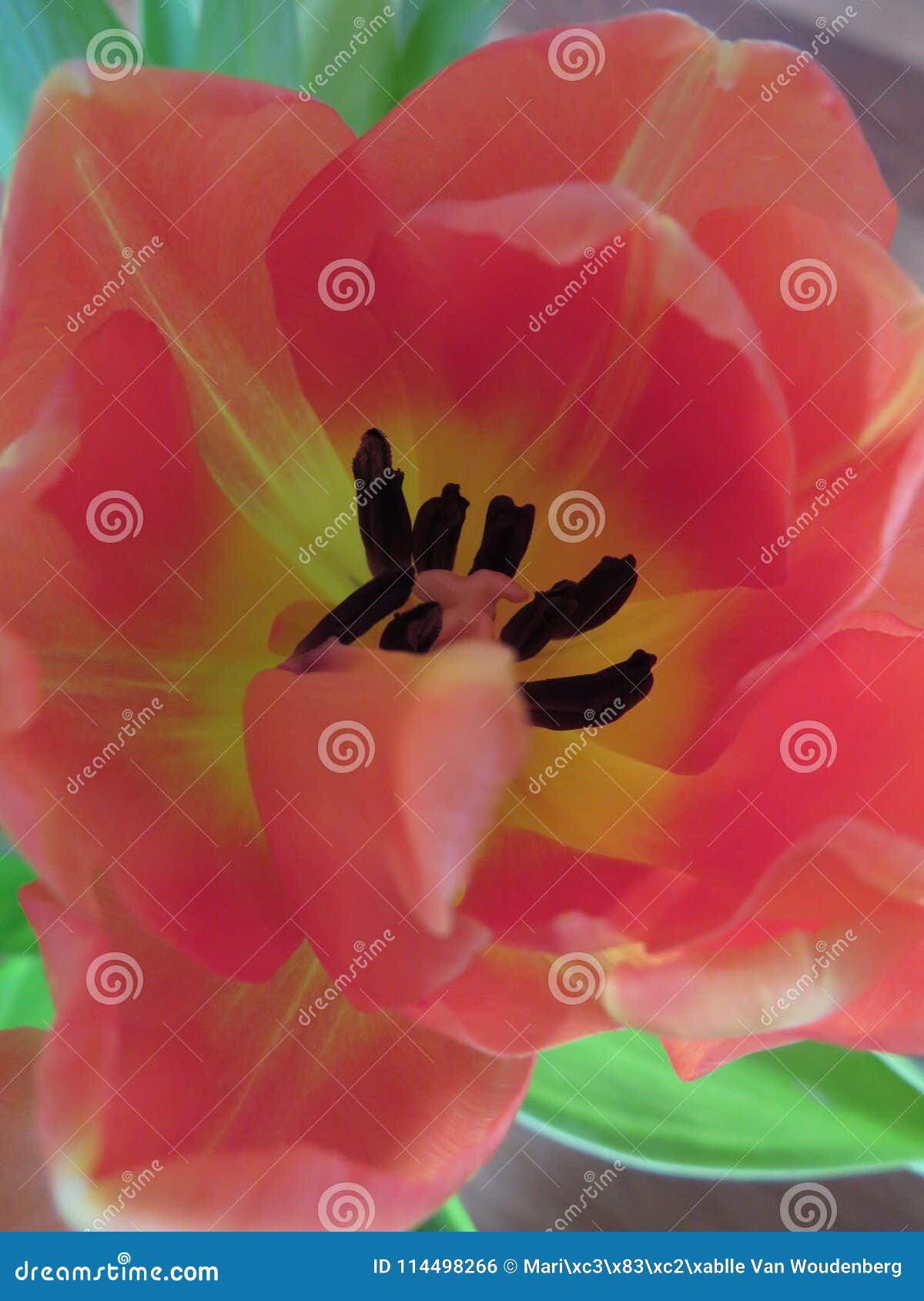 The inside of a tulip stock photo. Image of impressive - 114498266