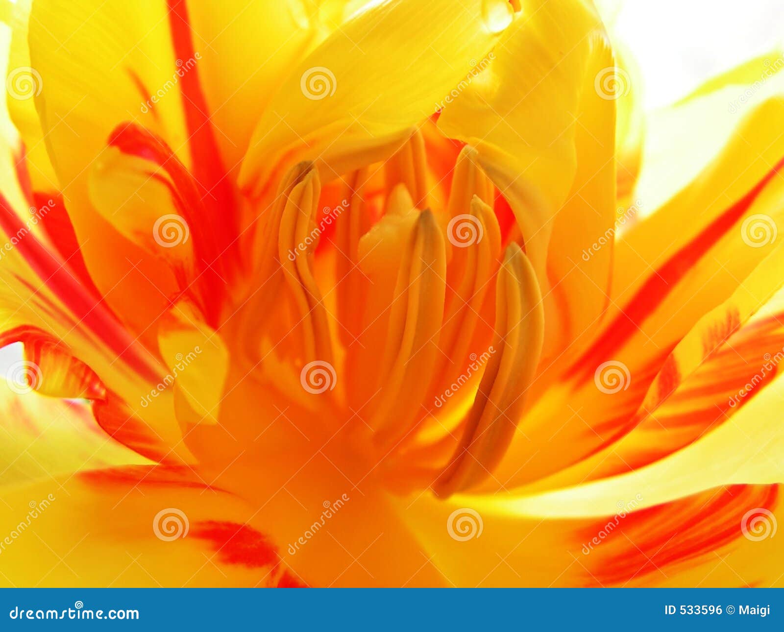 Inside tulip 2 stock photo. Image of closeup, anther, background - 533596