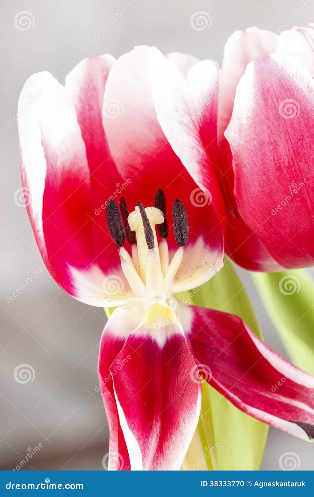 Inside the tulip stock photo. Image of gift, botanic - 38333770