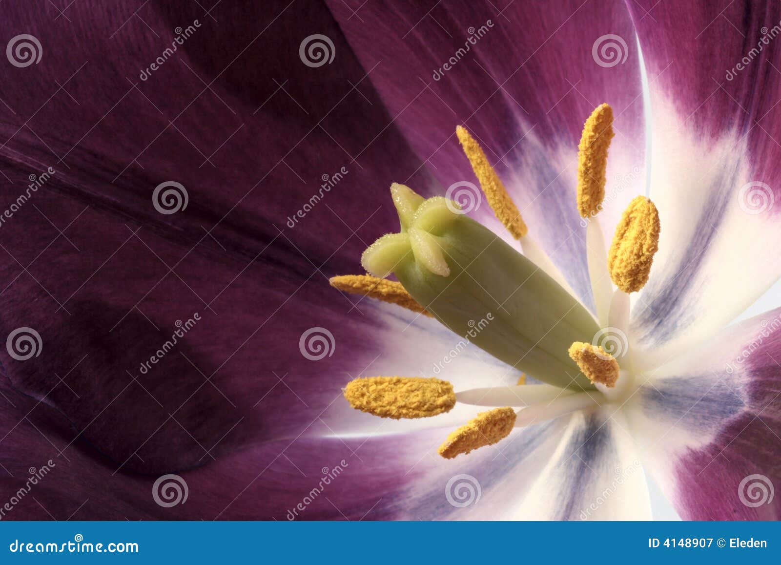 Inside the Tulip stock image. Image of spring, petals - 4148907