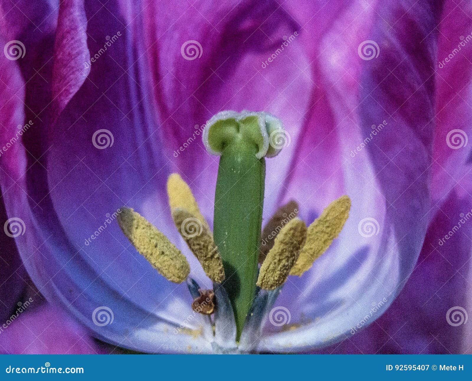 Inside a tulip stock image. Image of nature, flower, spring - 92595407